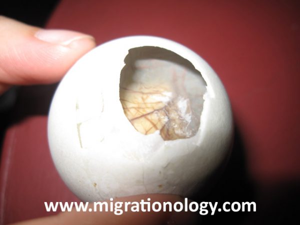 5 Steps to Eating Balut: Duck Egg Fetus in Manila