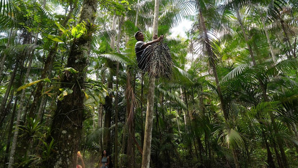 Flavio Climbing Acai Trees